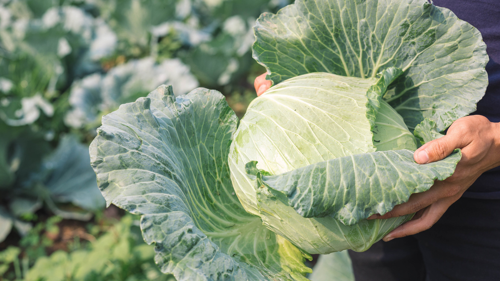 Don't Believe This Myth About Cabbage