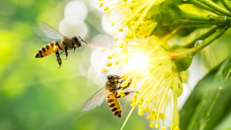 Here's What Happened To Bee Sweet Lemonade After Shark Tank