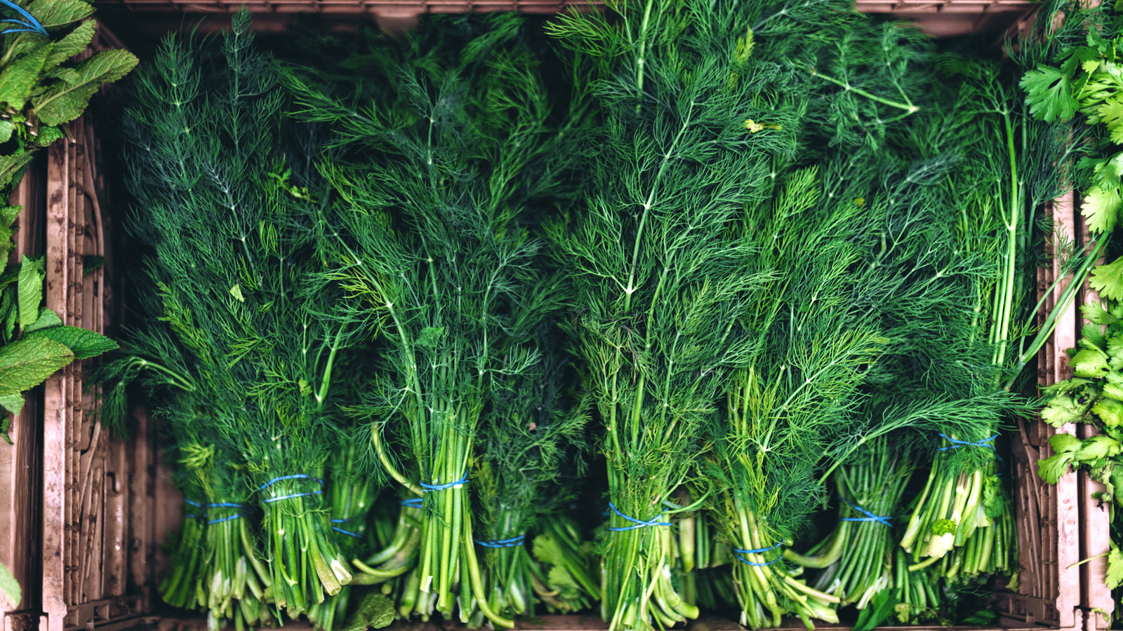 How Do You Store Fresh Dill?