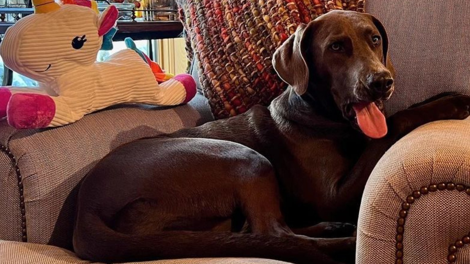 Instagram Can't Get Enough Of Rachael Ray's Dog Walk In The Park