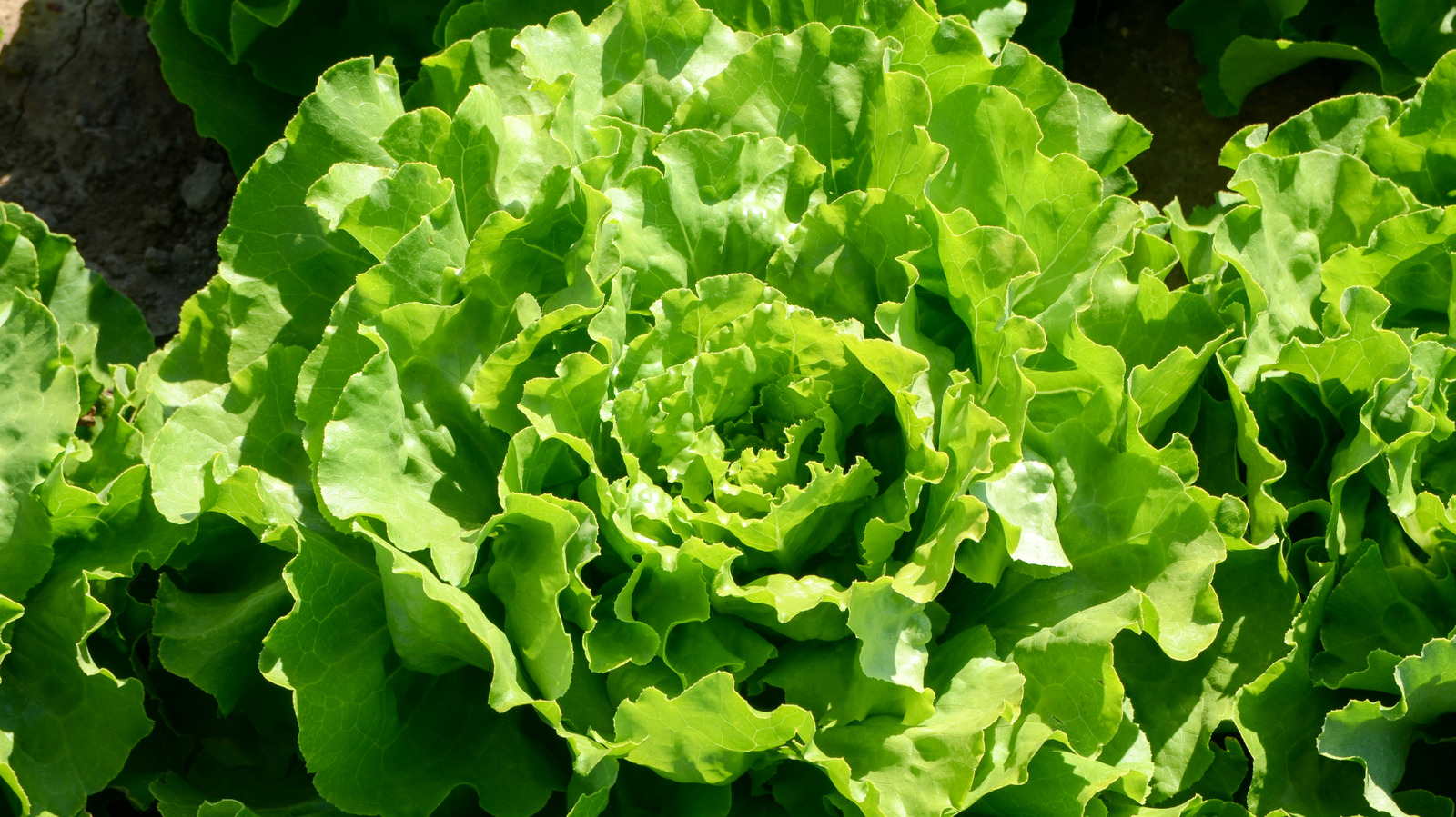 Local Bounti CEO Wants To Drastically Change How Your Lettuce Is Produced