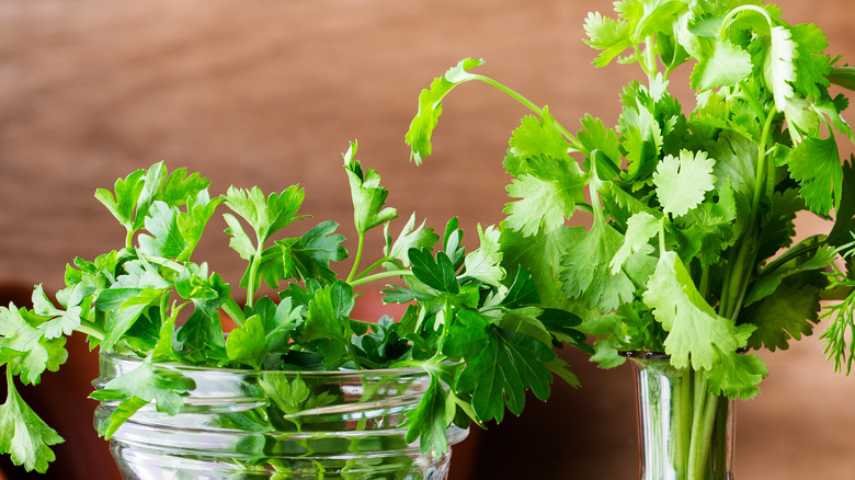 Parsley Vs. Cilantro: How To Choose Between Them