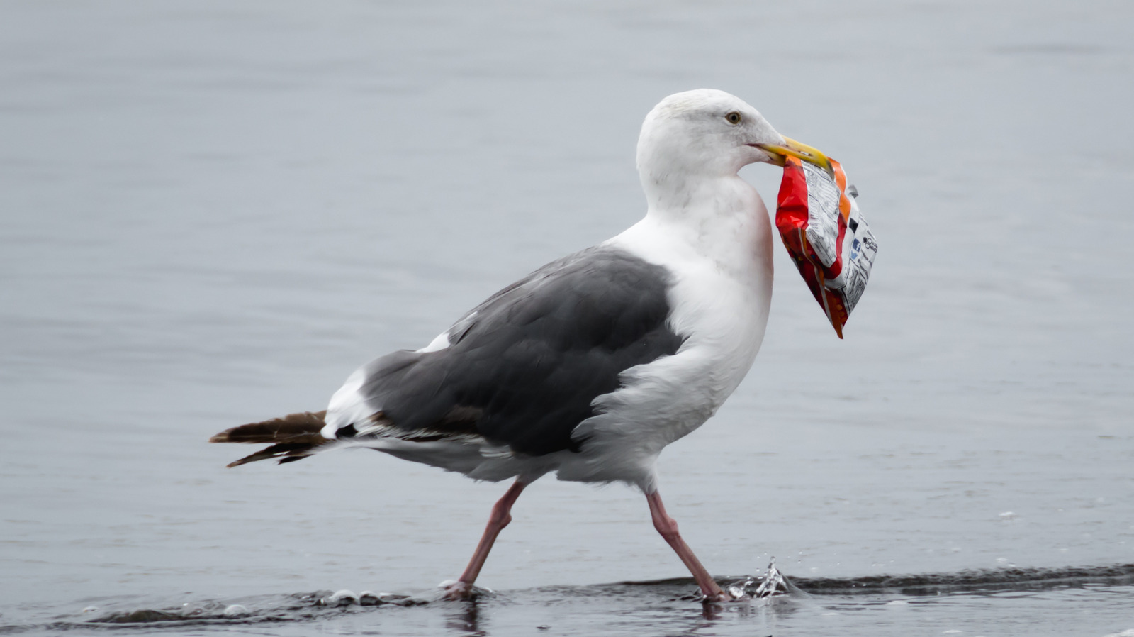 People Can't Get Enough Of The UK's Snack-Stealing Seagull