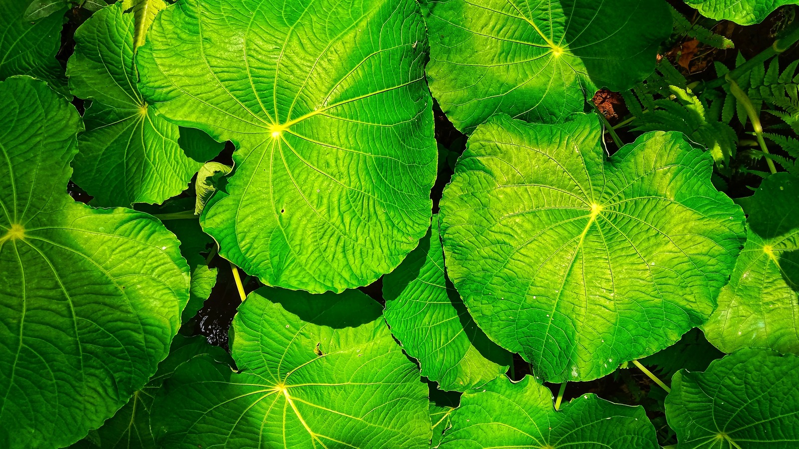 Read This Before Cooking With Hoja Santa