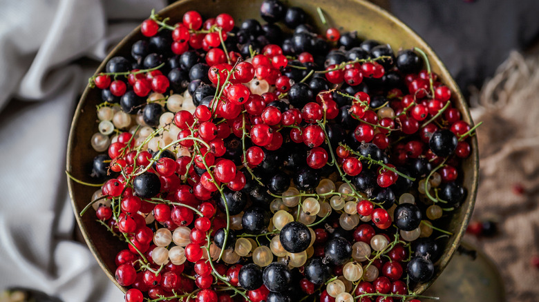 The Difference Between Red And Black Currants