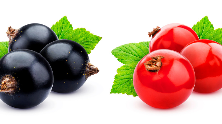 The Difference Between Red And Black Currants