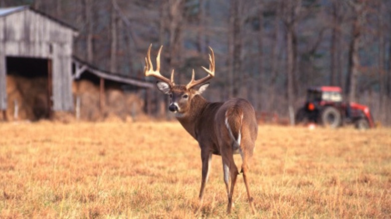 The Latest Romaine Lettuce Recall Is Due To – Wait For It – Deer Poop The Latest Romaine Lettuce Recall Is Due To – Wait For It – Deer Poop