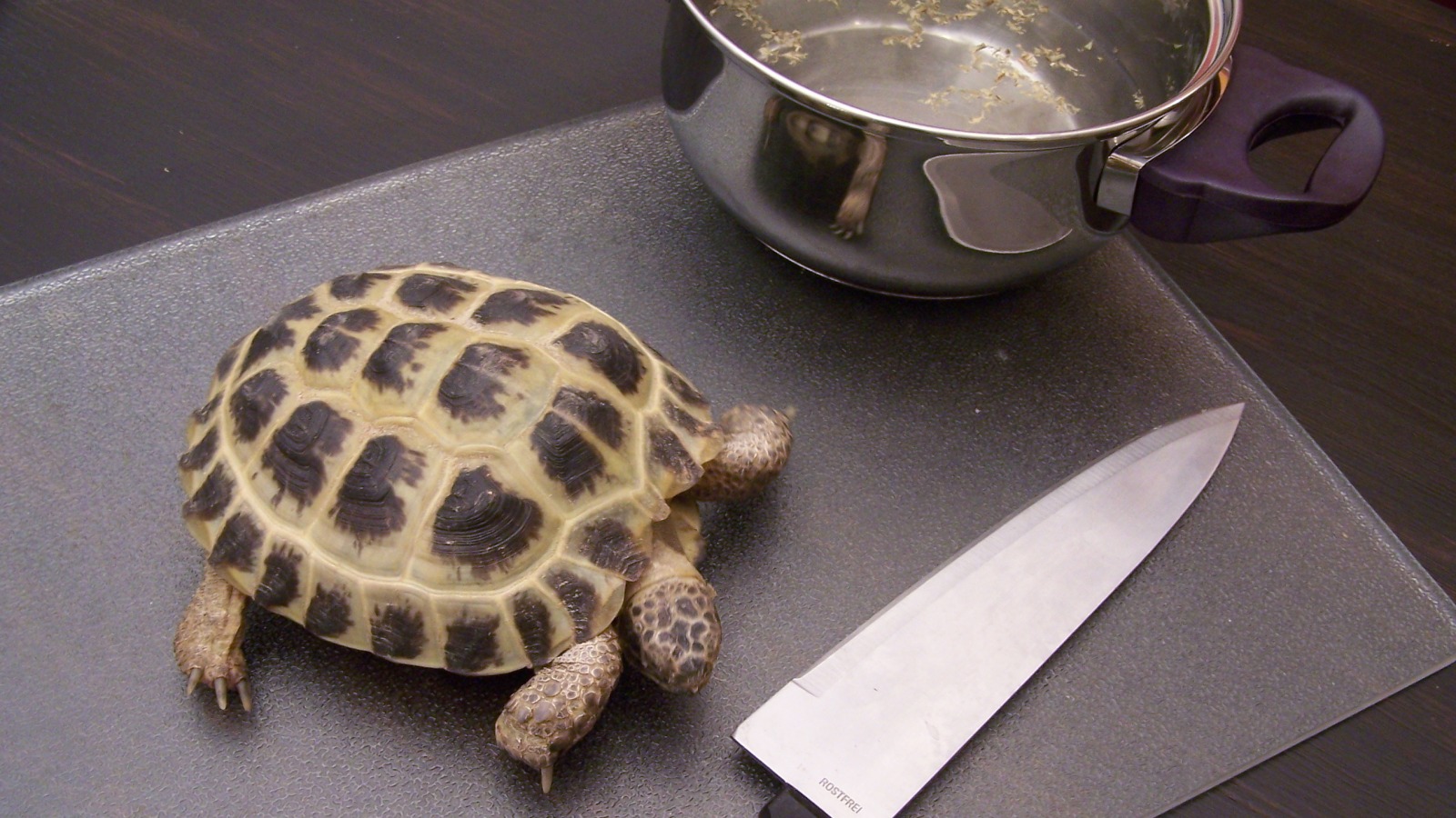 the-real-reason-no-one-eats-turtle-soup-anymore