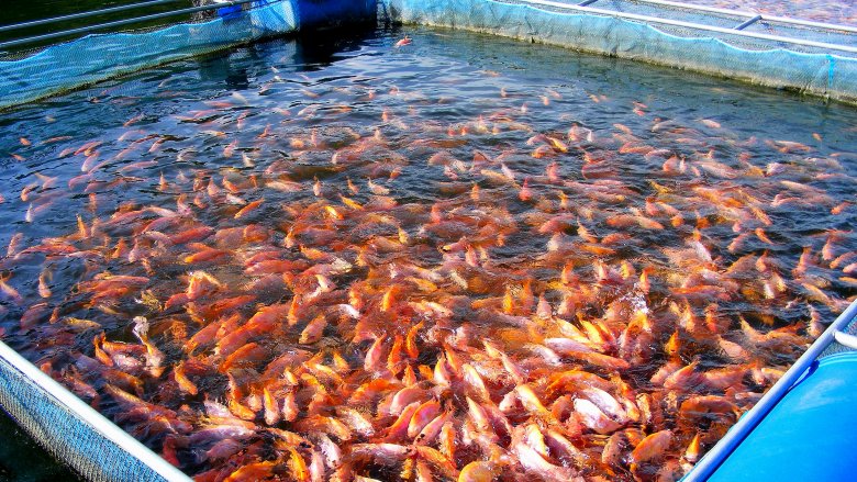 The Truth About Tilapia