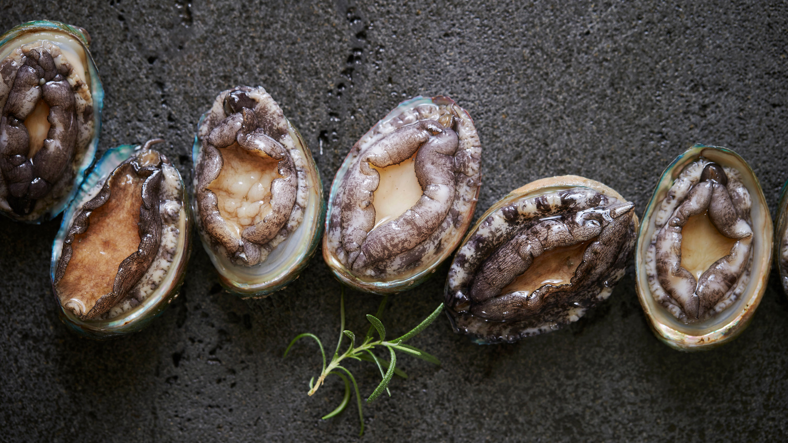 Abalone Shellfish