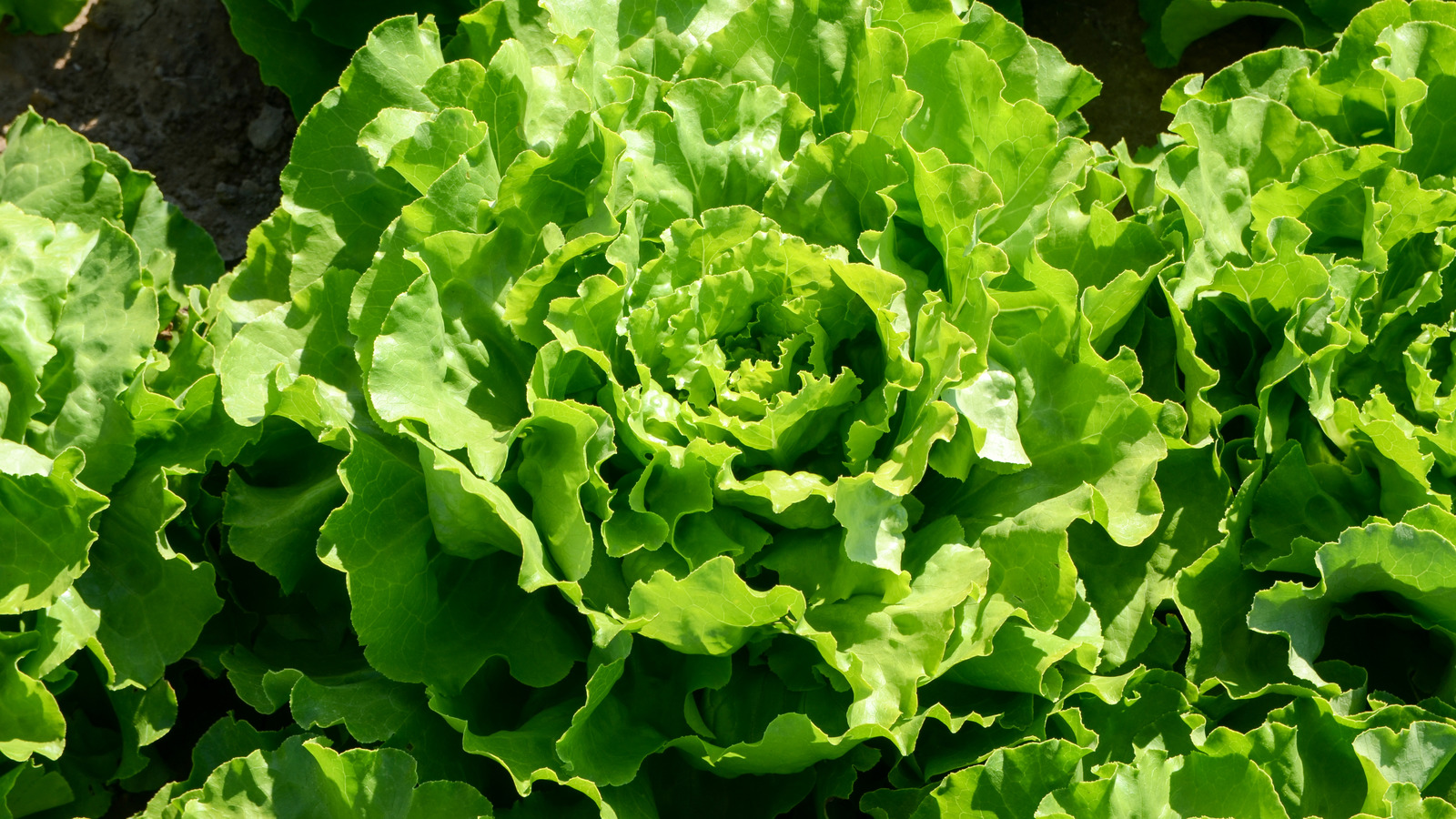 This Is The Perfect Lettuce For Every Kind Of Salad