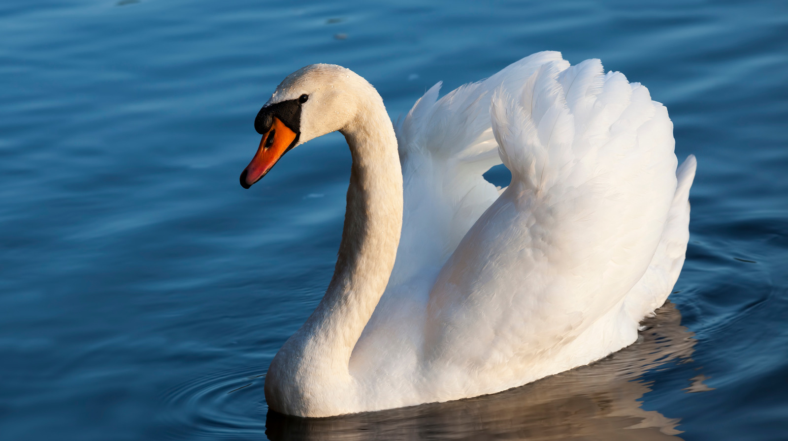 This May Be The Reason Swans Aren't Commonly Eaten