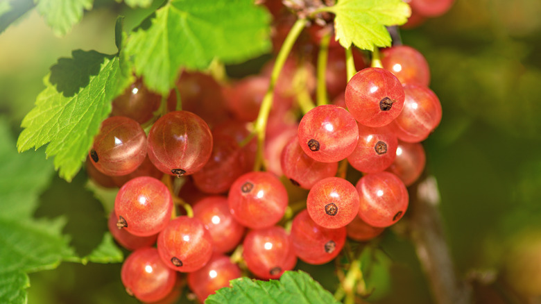 What Are Currants And What Do They Taste Like?