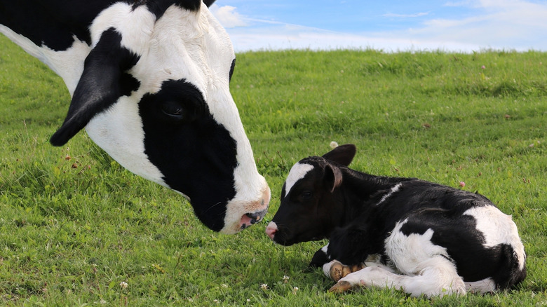 What Exactly Is Veal And Why Is It So Expensive?