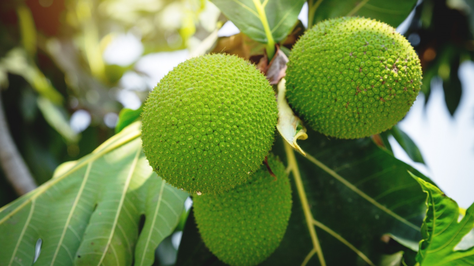 What Is Breadfruit And What Does It Taste Like What Is Breadfruit And What Does It Taste Like