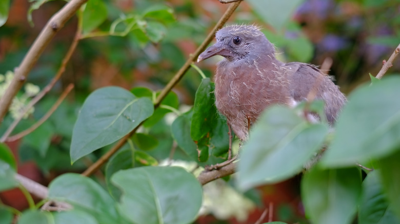 What Is Squab And How Do You Eat It?