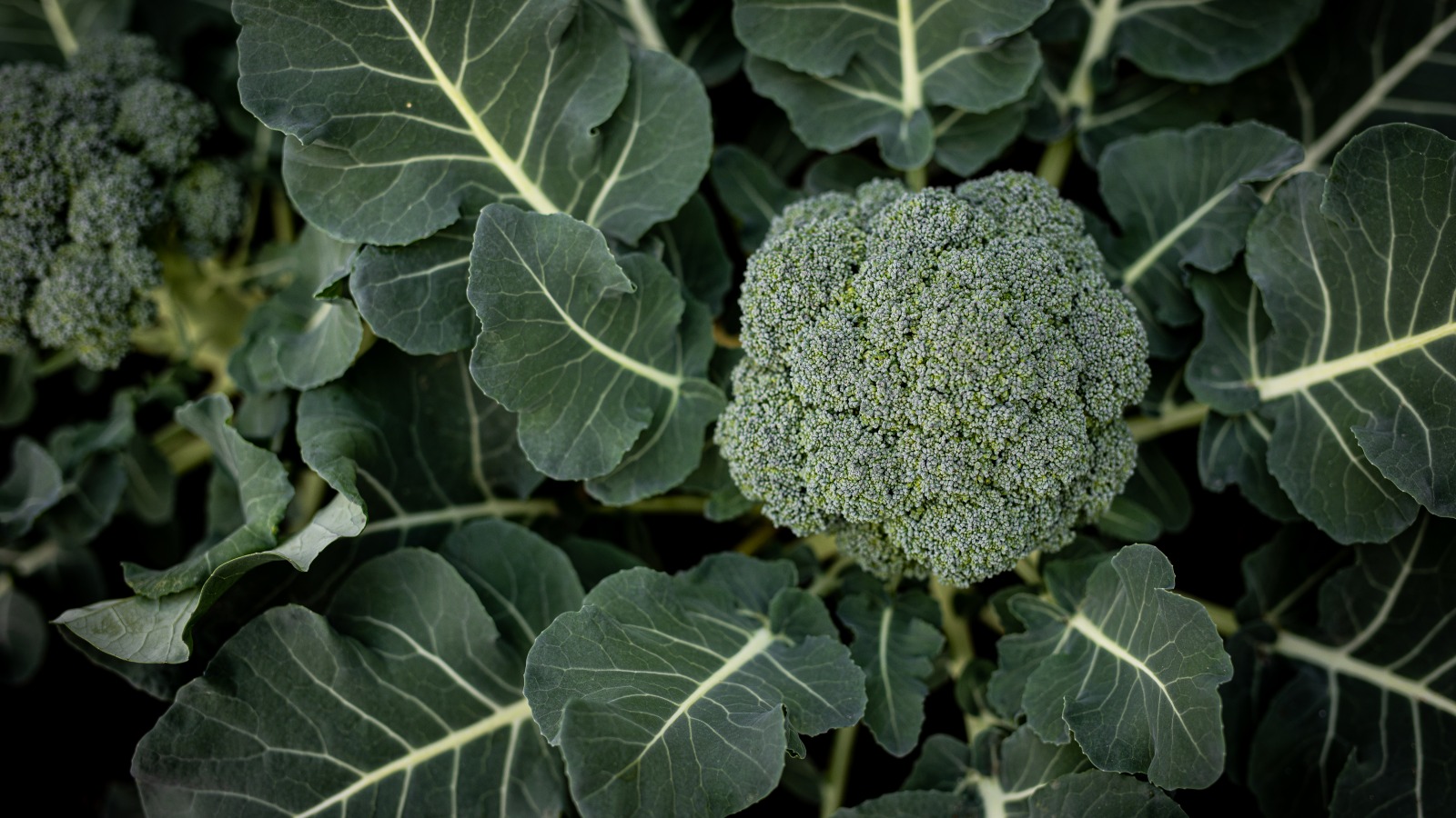 What It Means If Your Mouth Tingles When You Eat Broccoli What It Means If Your Mouth Tingles When You Eat Broccoli