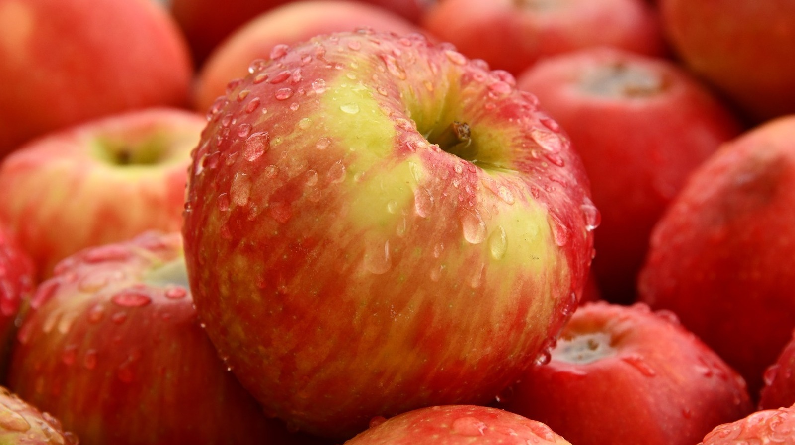 What The Little Dots On An Apple Actually Are what-the-little-dots-on-an-apple-actually-are