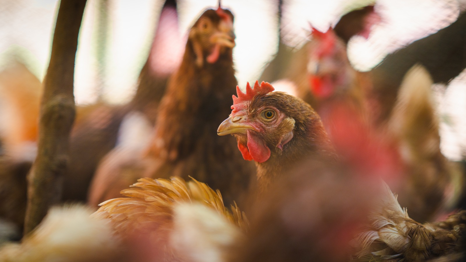 Why You Never See 'Antibiotic-Free' On Chicken Packages