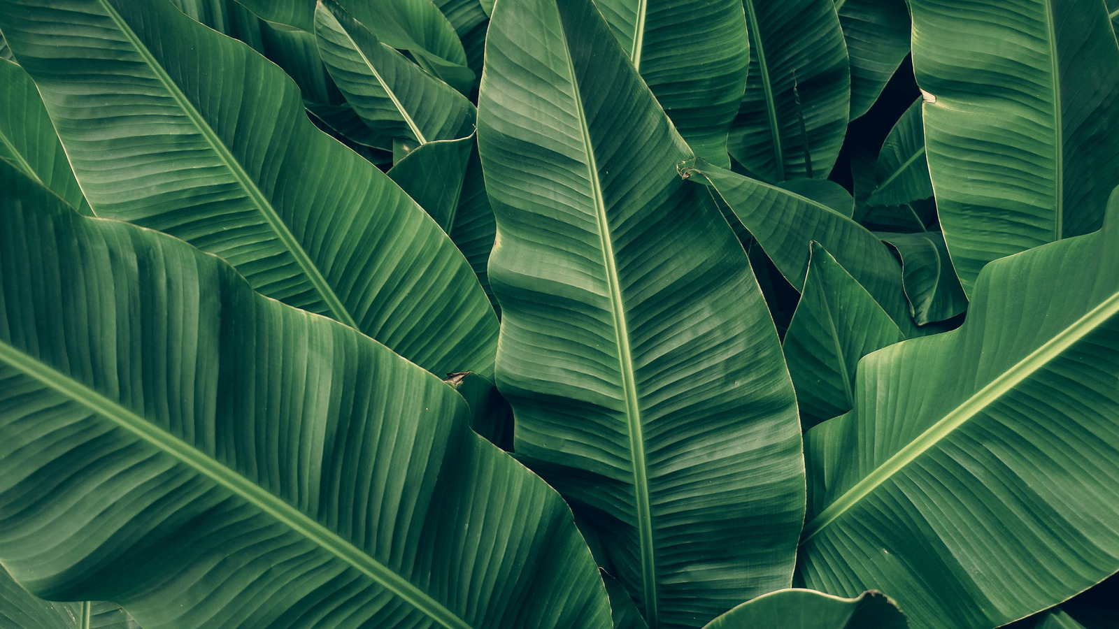 You Should Be Cooking With Banana Leaves Here s Why You Should Be Cooking With Banana Leaves Here s Why