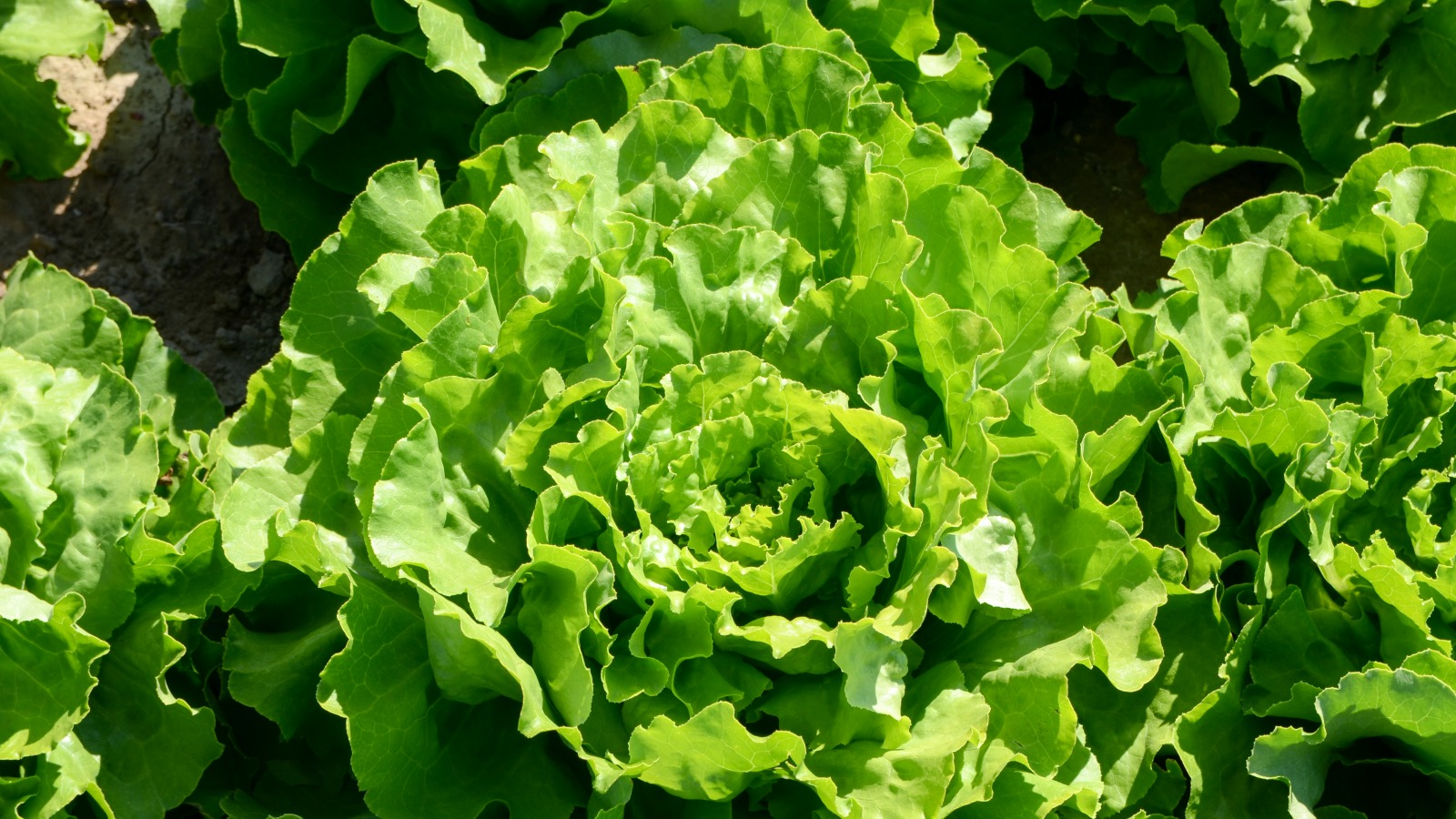 You Should Start Cooking Lettuce. Here's Why